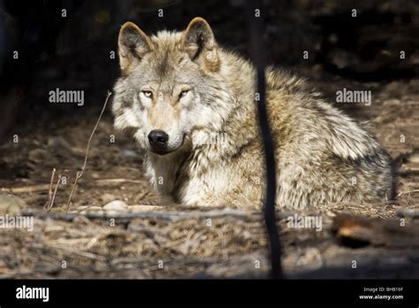 Image result for Alaska Zoo Wolves