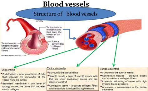 Image result for Normal Haemostasis