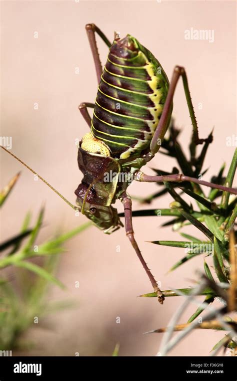 Image result for Cricket Insect Types