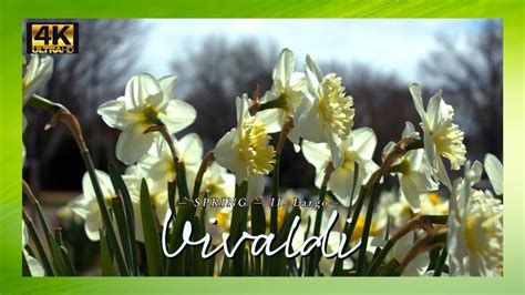 Image result for Vivaldi Spring Part 2