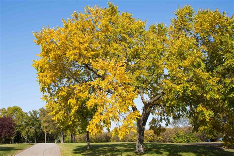 Image result for Fast Growing Shade Trees