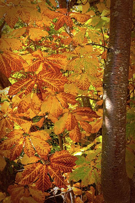 Image result for Fall Rustage