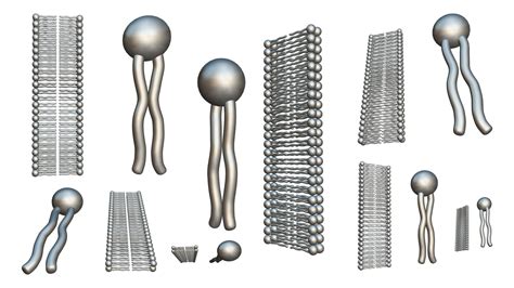Image result for Phospholipid Structure Model