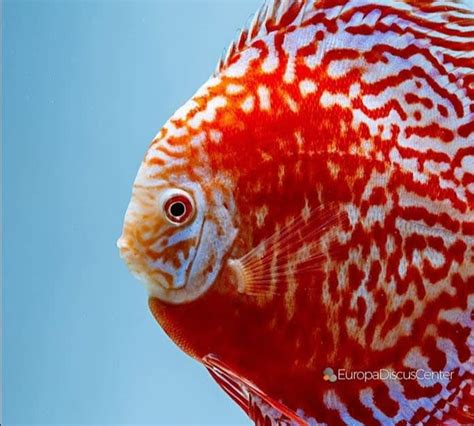 Image result for Natural Discus