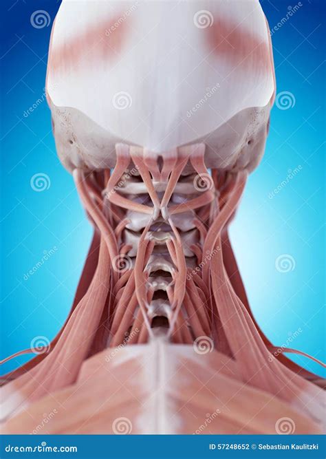 Image result for Neck Muscles Front View