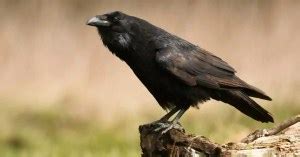 Image result for Ravens Behavior
