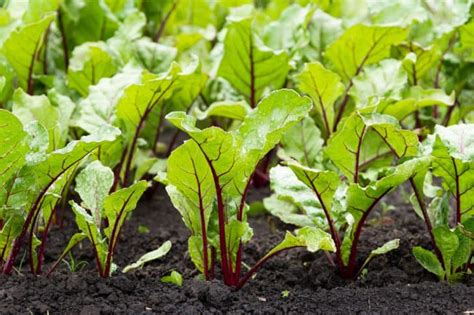 Image result for Beet Varieties for Containers
