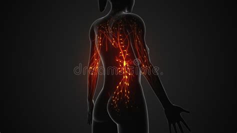 Image result for Female Lymphatic System