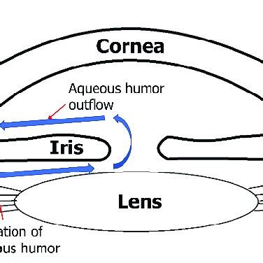 Image result for Aqueous Humor Eye Function