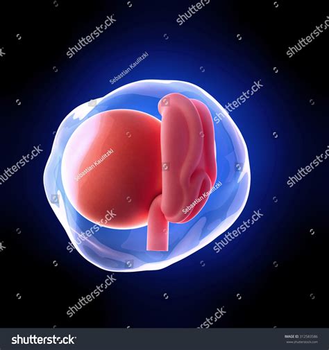 Image result for 4 Week Embryo