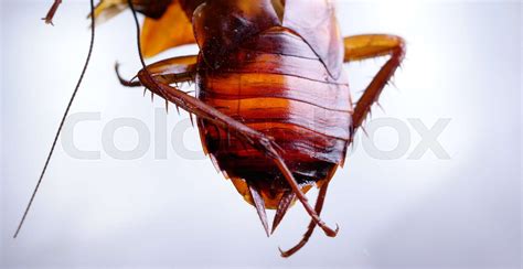 Image result for Cockroach Close Up