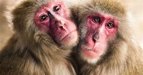 Image result for Macaque Behavior