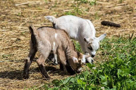 Pygmy Goats: Everything You Need to Know about Them
