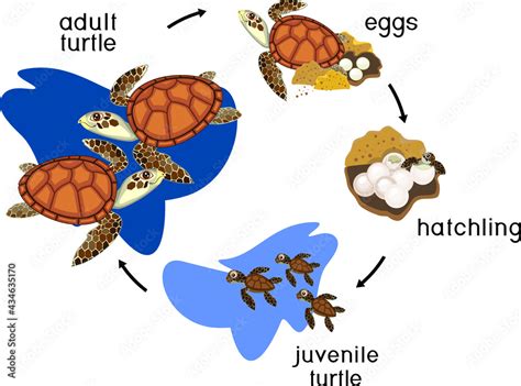 Image result for Turtle Life Cycle Videos