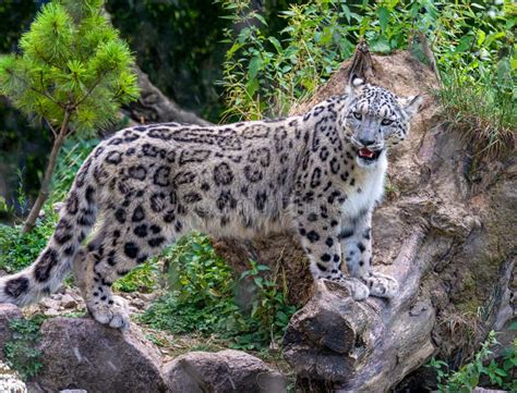Image result for Snow Leopard Side View