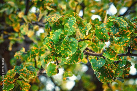 Image result for Pear Tree Rust Treatment