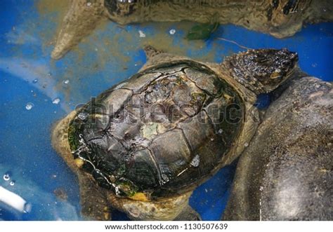 Image result for Break the Turtle Shell