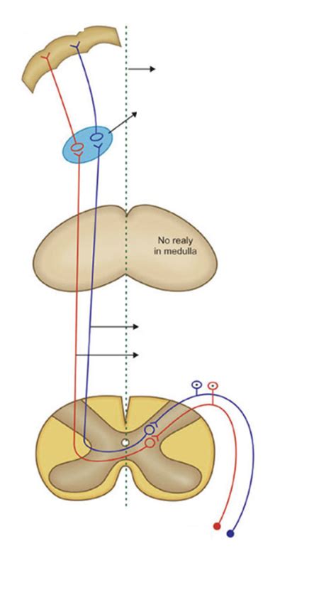 Image result for Spinothalamic Pathway Content