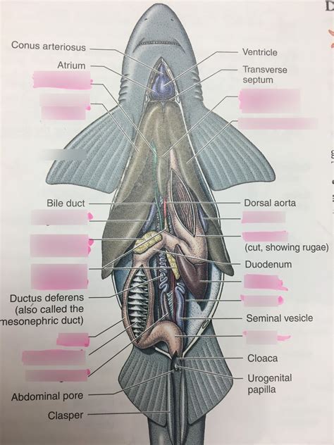 Image result for Shark Dissection
