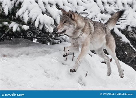 Image result for How Fast Can a Wolf Run