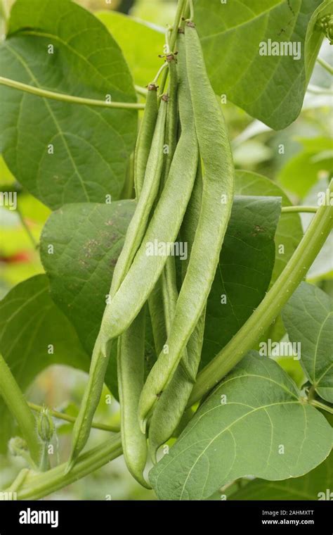 Image result for Pollinating Beans
