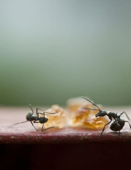 Image result for Gopher Removal Methods