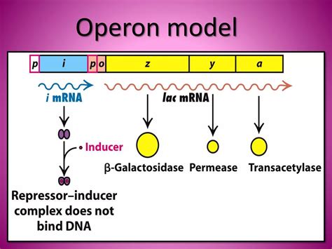 Image result for Lac Operon