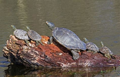 Image result for Northern Map Turtle Life Cycle