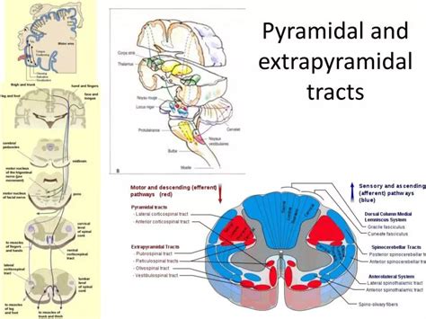 Image result for Extrapyramidal Activity