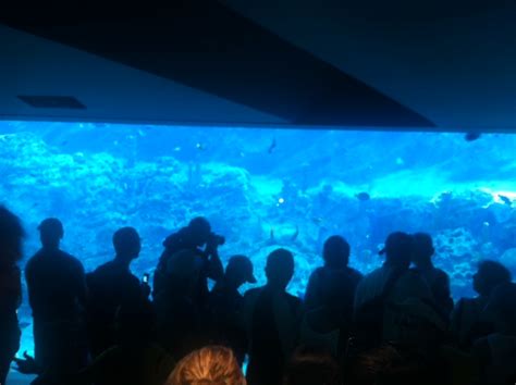 Image result for Turtle Trek