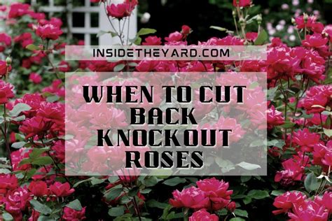 Image result for Pruning Knockout Roses for Spring