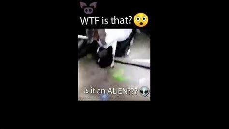 Image result for Paranormal Creatures Slapped Ham