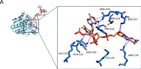 Image result for Exonuclease Function