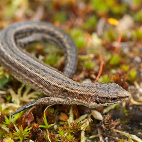 Image result for Most Beautiful Lizard