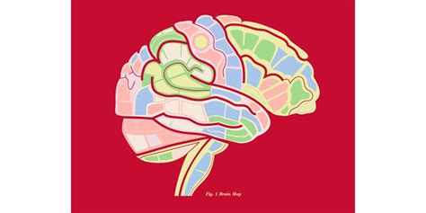 Image result for Brain Map