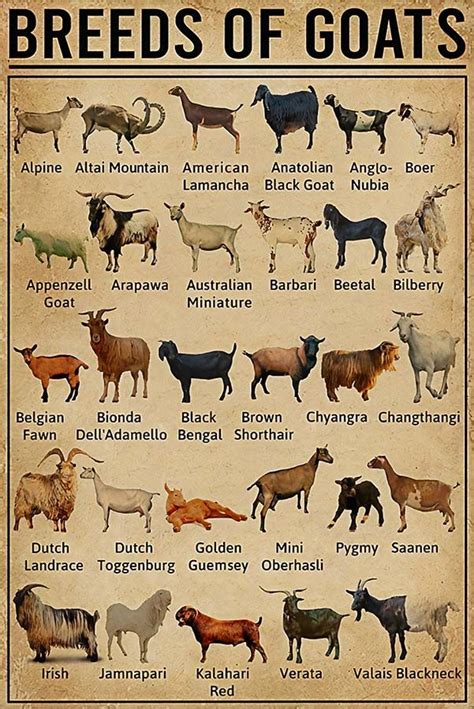 Image result for Types of Goats