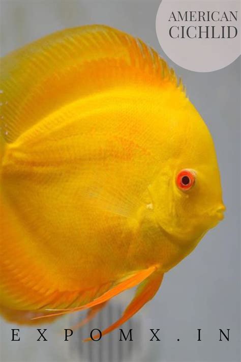 Image result for Types of Discus Fish Breeds