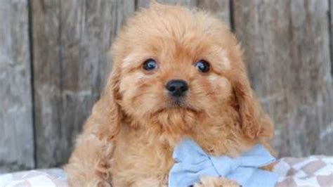 Image result for Cavapoo Pup