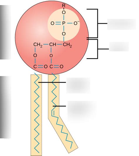 Image result for Phospholipid Structure Expanded Structure