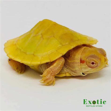 Image result for Red Ear Turtle