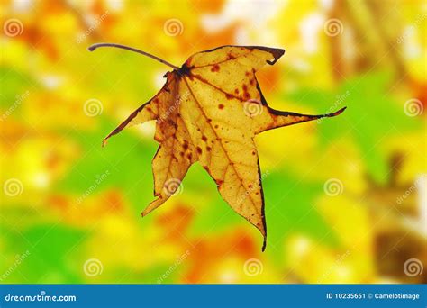 Image result for One Leaf Falling Image
