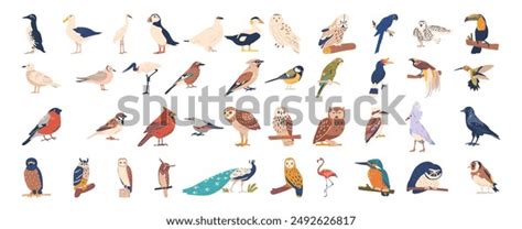 Image result for Bird Vector Question Class 11th