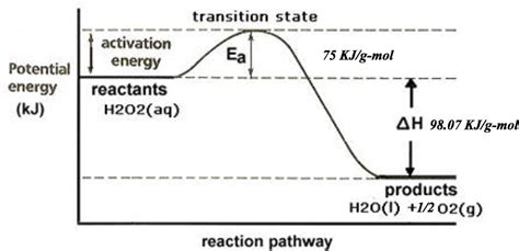 Image result for Catalase H2O2 Reaction