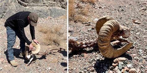 Image result for Snow Leopard Eating