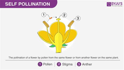 Pollination, its Types and Comparisons between Self and Cross Pollination