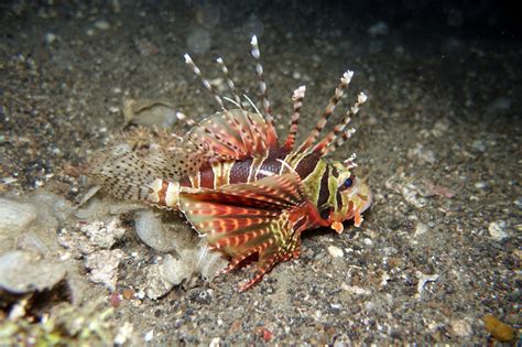 Image result for Zebra Fish