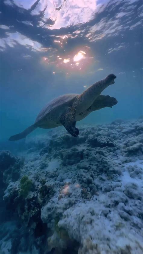 Image result for Sea Turtle Reproduction