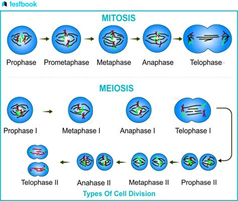 Image result for Example of Cell Division
