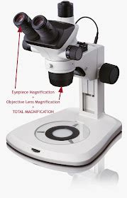 Image result for Stereo Microscope Magnification