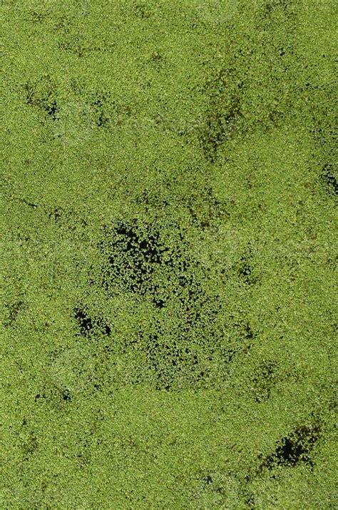Image result for Minecraft Swamp Water Texture